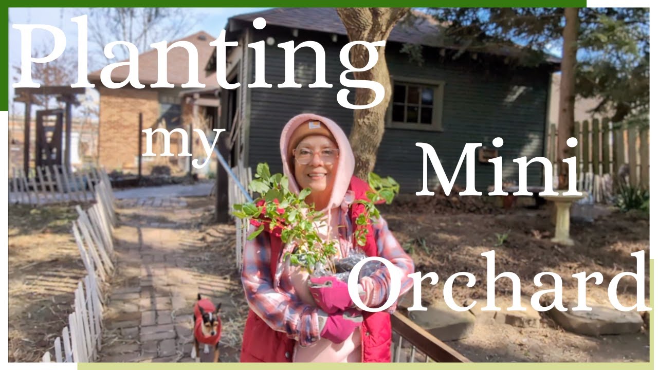 Planting my Mini Orchard - YouTube