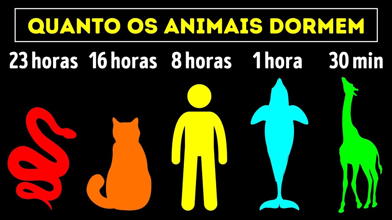 As Horas De Sono Mais Extremas Entre Os Animais - YouTube