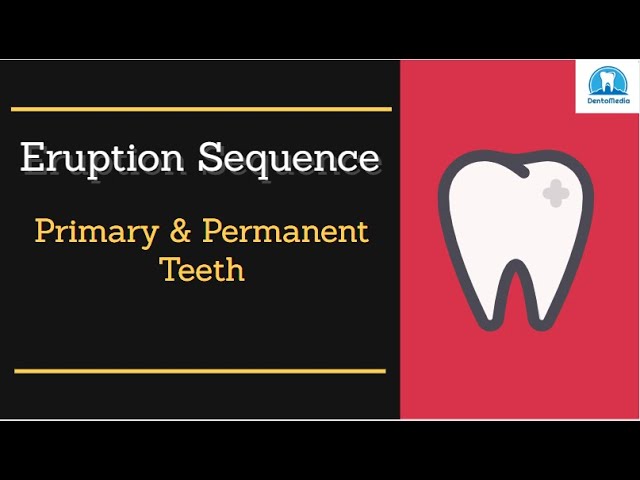 Teeth Primary Eruption Dental Chadrts Baby Teeth Chart: What Order