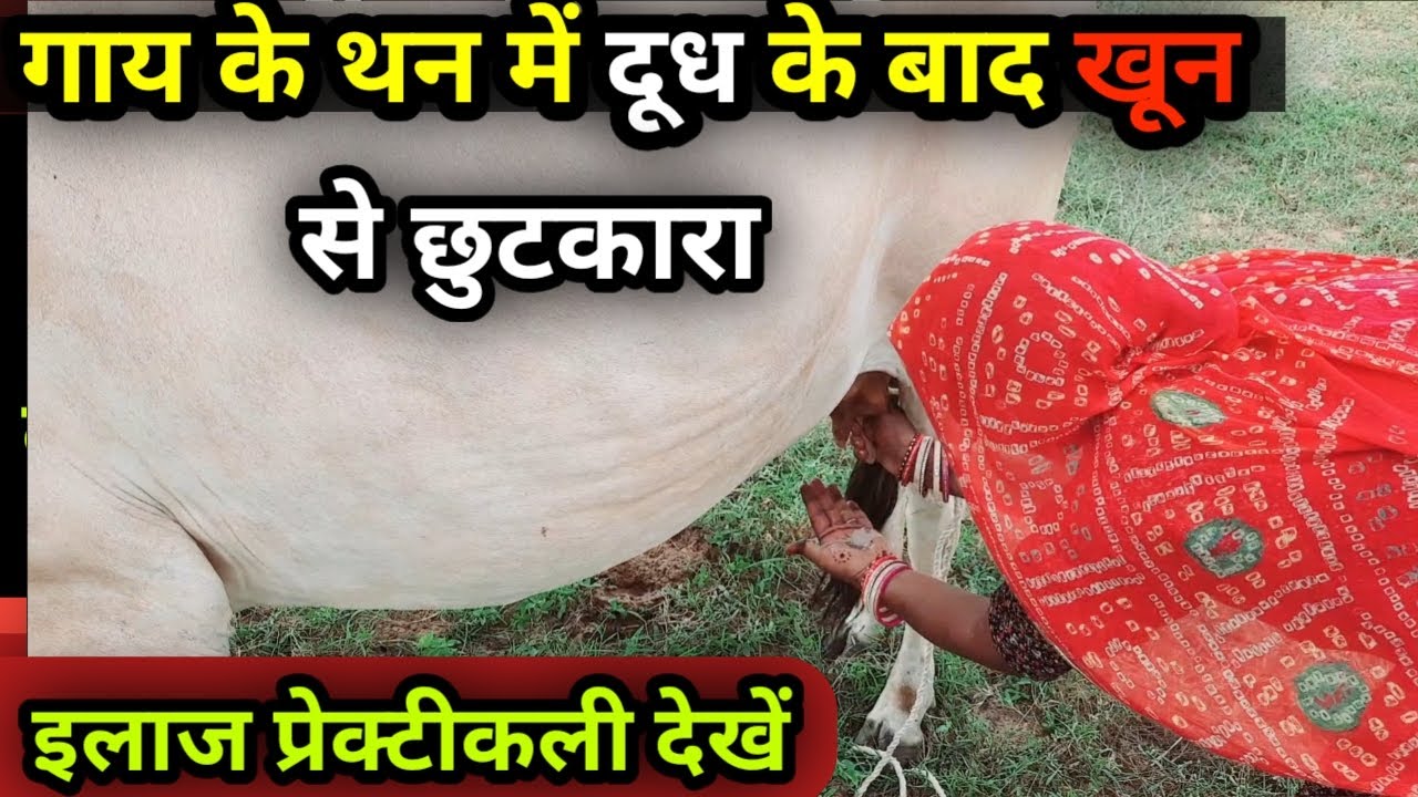 Cow ke Than se Blood aana / Cow ke Than me Khoon aana Ramawat - YouTube