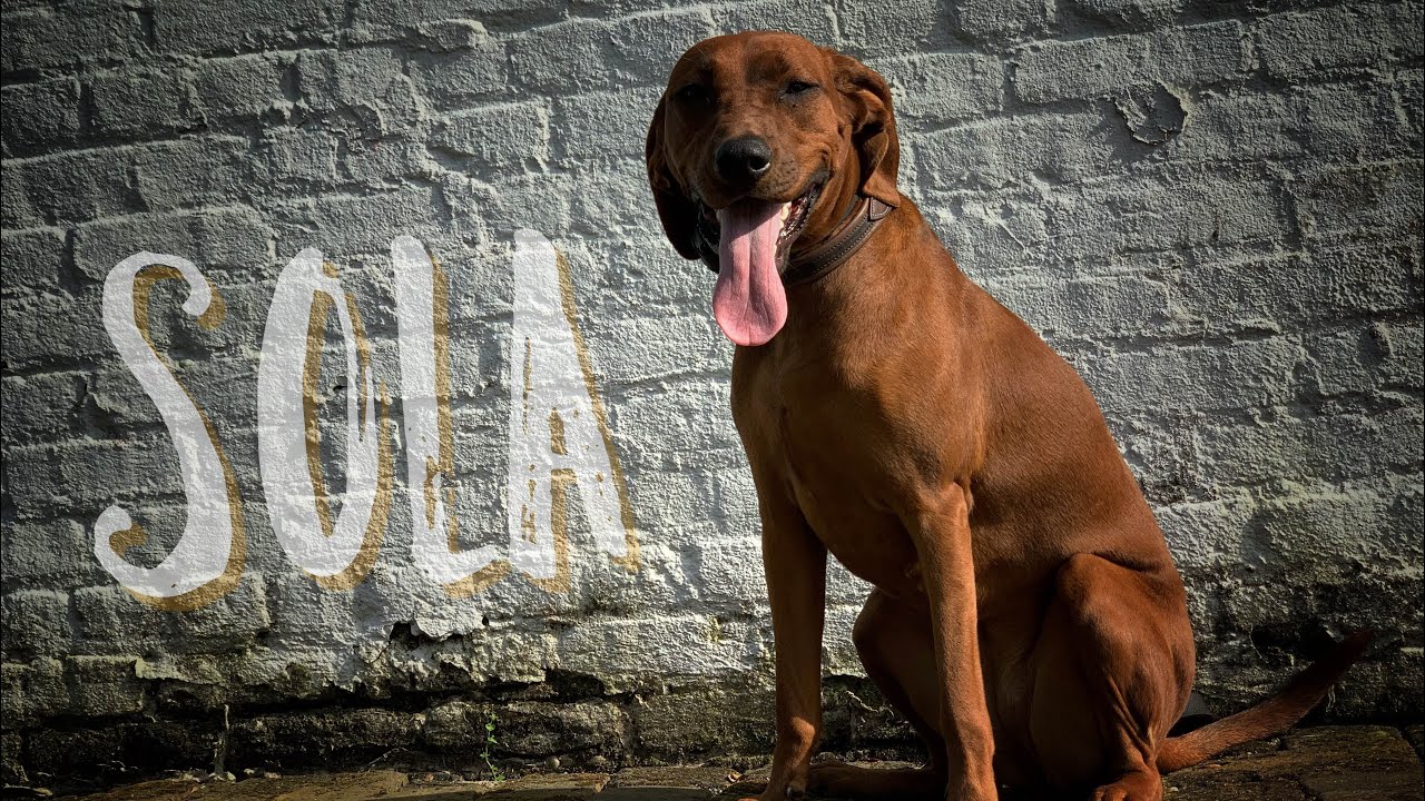 Redbone Coonhound (Sola) Best Dog Trainers in Alabama - YouTube