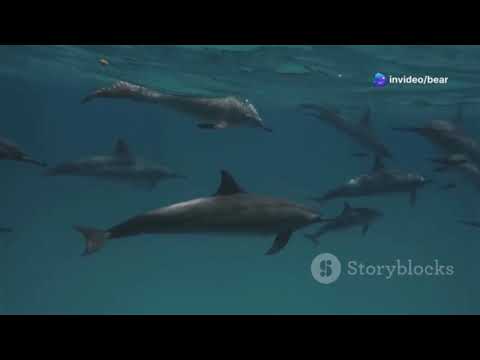 Top 3 Brainiest Animals on Earth! - YouTube