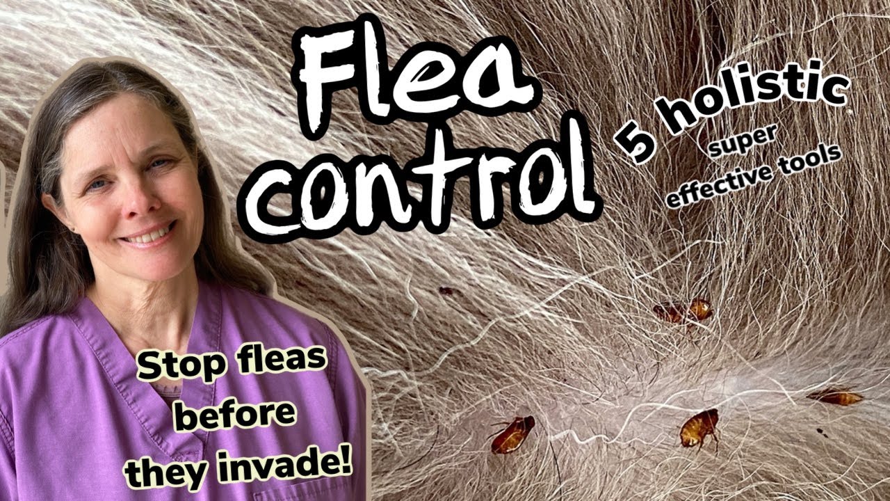 Natural Flea control. 5 easy, low-cost ways to prevent and avoid toxic ...