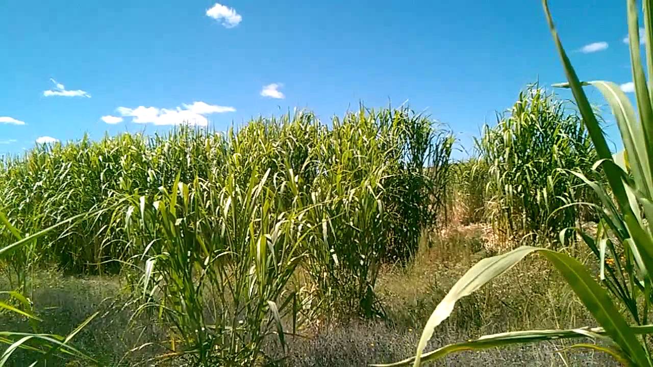 Maralfalfa en Chihuahua - YouTube