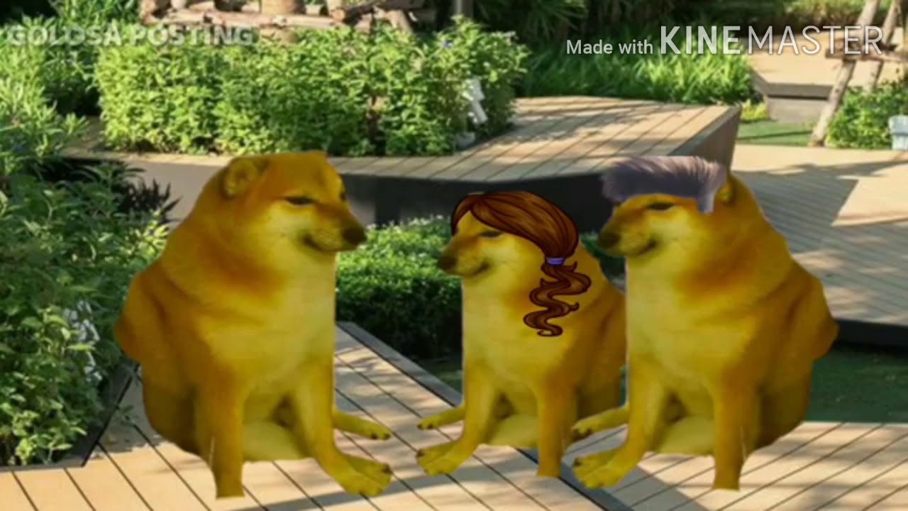 Videos de cheems - YouTube