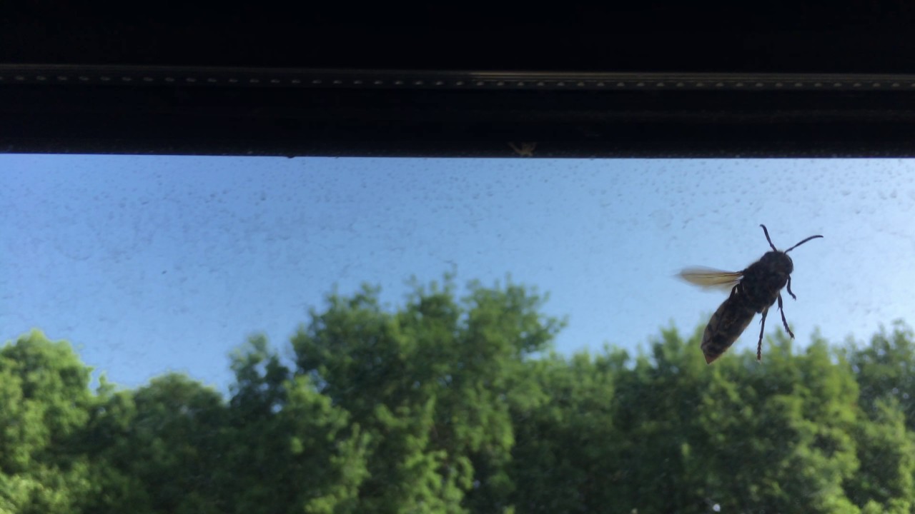 Big Hornet Hoornaar zoem Mega grote Wesp - YouTube