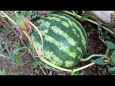 Karpuz 🌱Fide'den Sofraya Nasıl Yetiştirilir | Köy Yolum