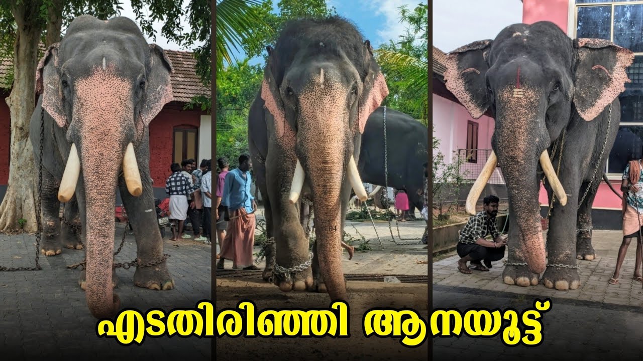 എടതിരിഞ്ഞി ശിവകുമാരേശ്വര ക്ഷേത്രത്തിൽ നടന്ന ആനയൂട്ട് 🥰 Kiran ...