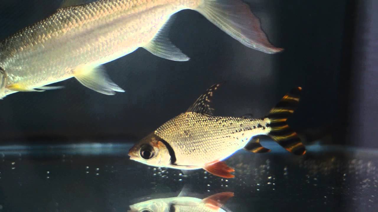 Flagtail Prochilodus - YouTube