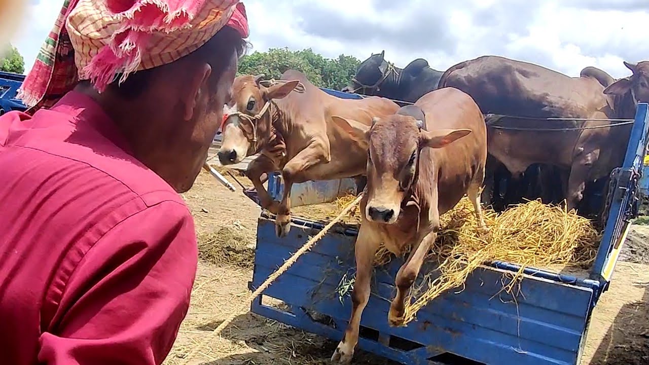 Cow Unloading From track | At Very Popular Village Cattle Market part 3 ...