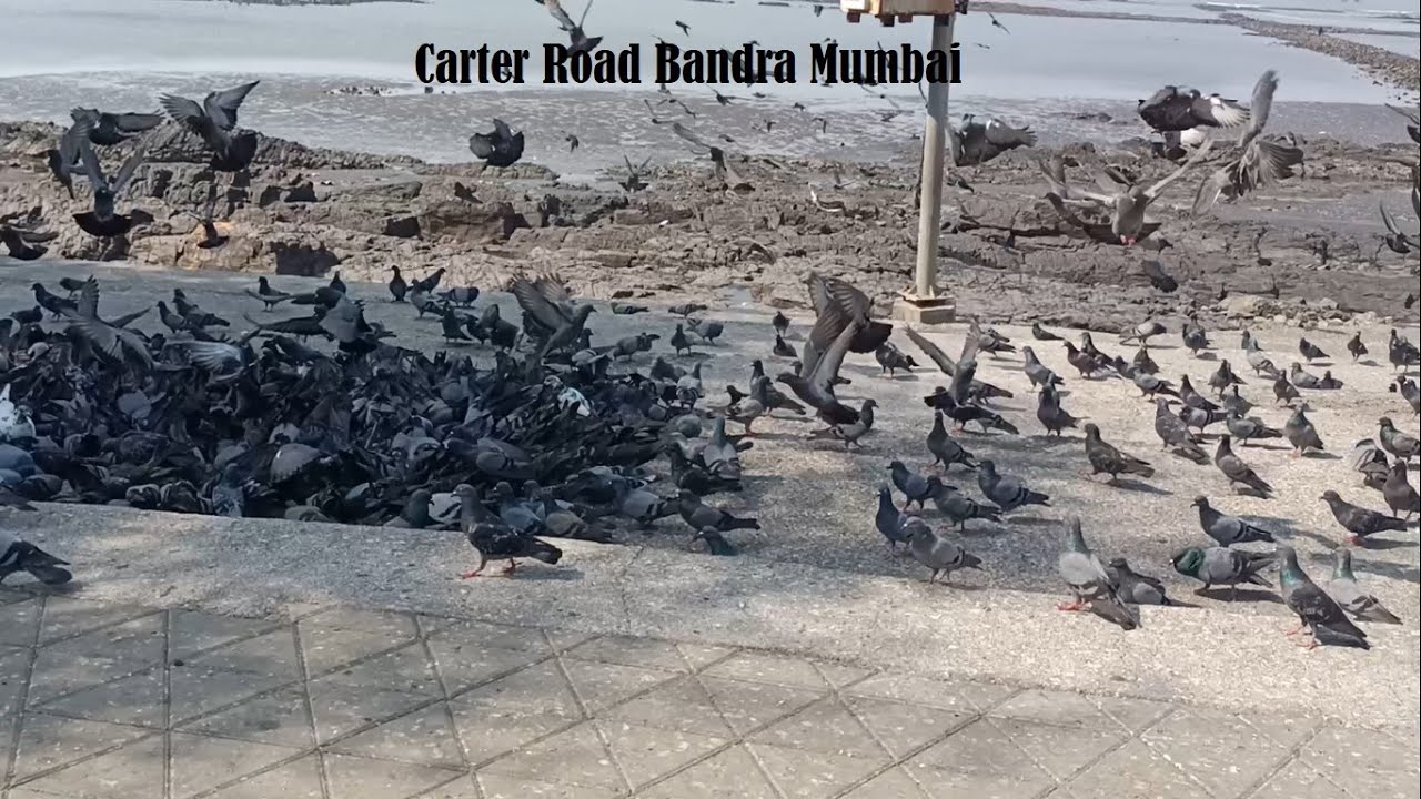 carter road mumbai bandra - YouTube