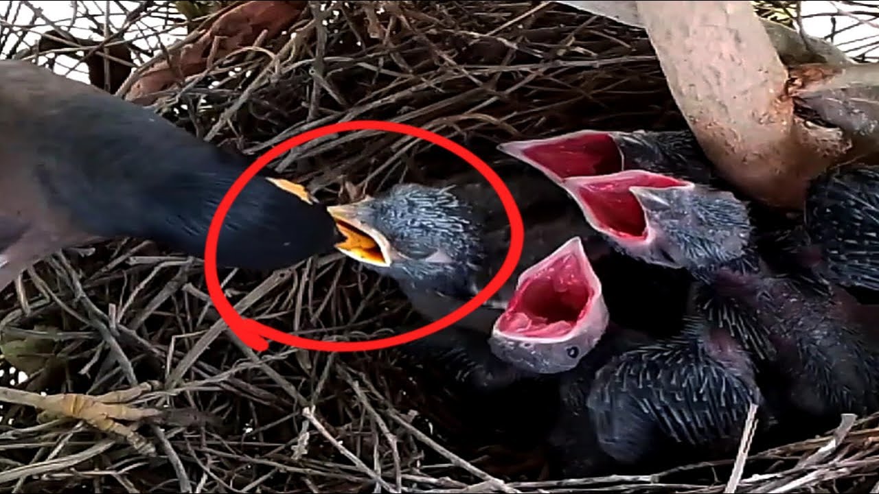 Common myna Baby Birds close their eyes, bite their mother, eat food ...