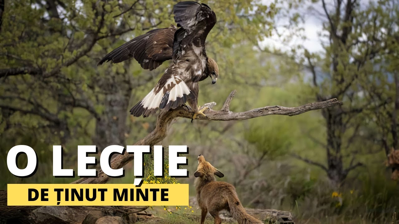 Vulturul și vulpea - o lecție de viață importantă - YouTube