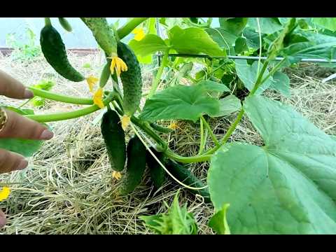 Как получить БОГАТЫЙ УРОЖАЙ ОГУРЦОВ БЕЗ ПРОБЛЕМ!!