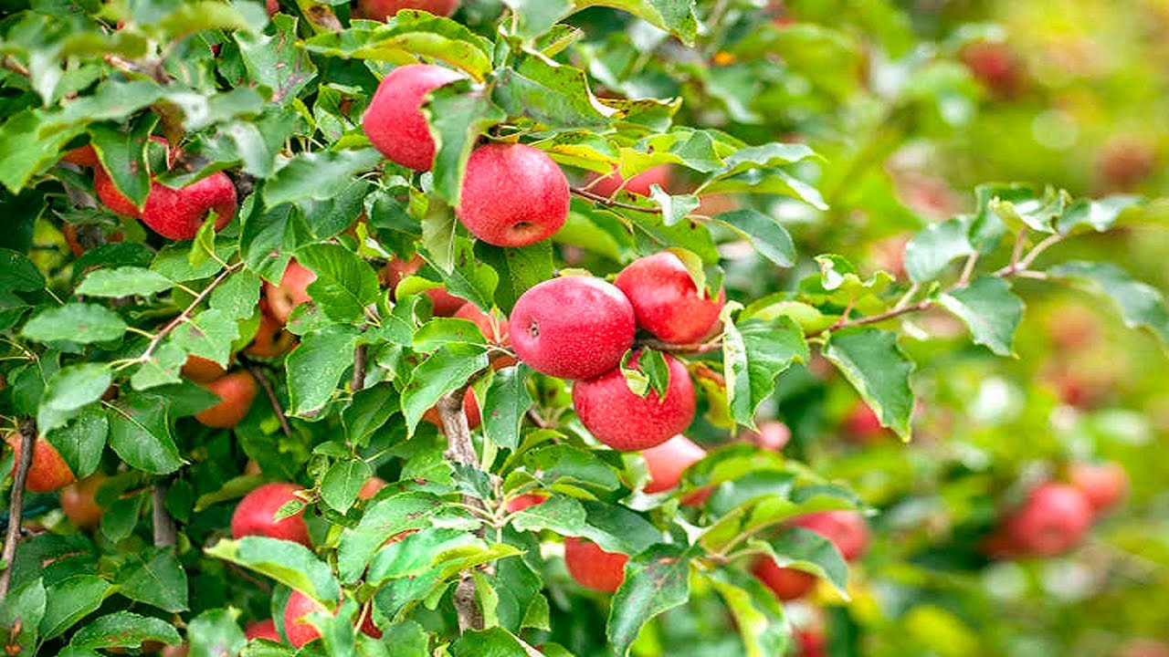 Manzana PINK LADY (ROME) como germinar desde semilla en casa!!! manzana ...
