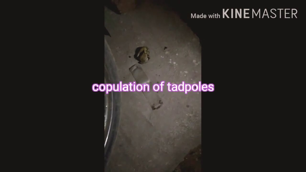# tag Copulation of tadpoles - YouTube