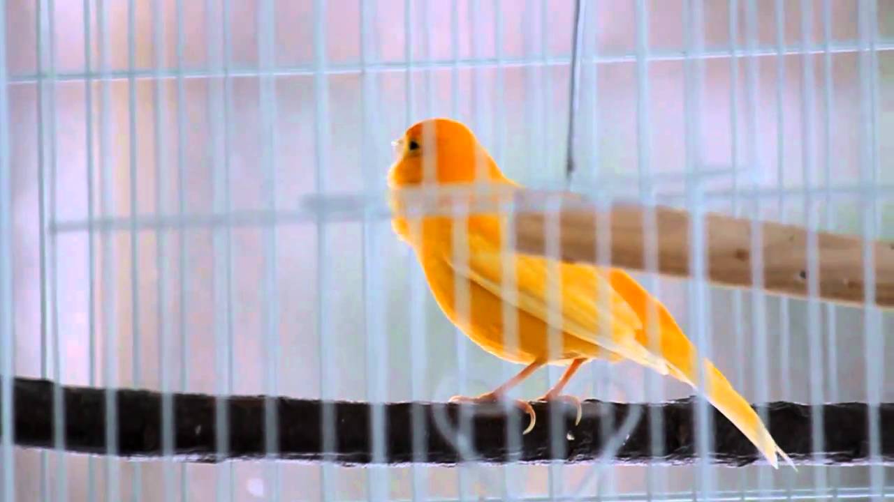 Pretty Yellow Bird Singing 1 - YouTube