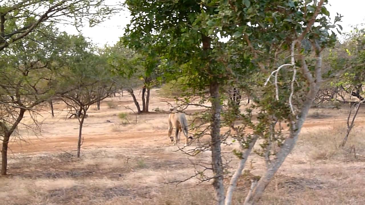 Young Lions at Devaliya Lion Park inside Gir National Park.MTS - YouTube