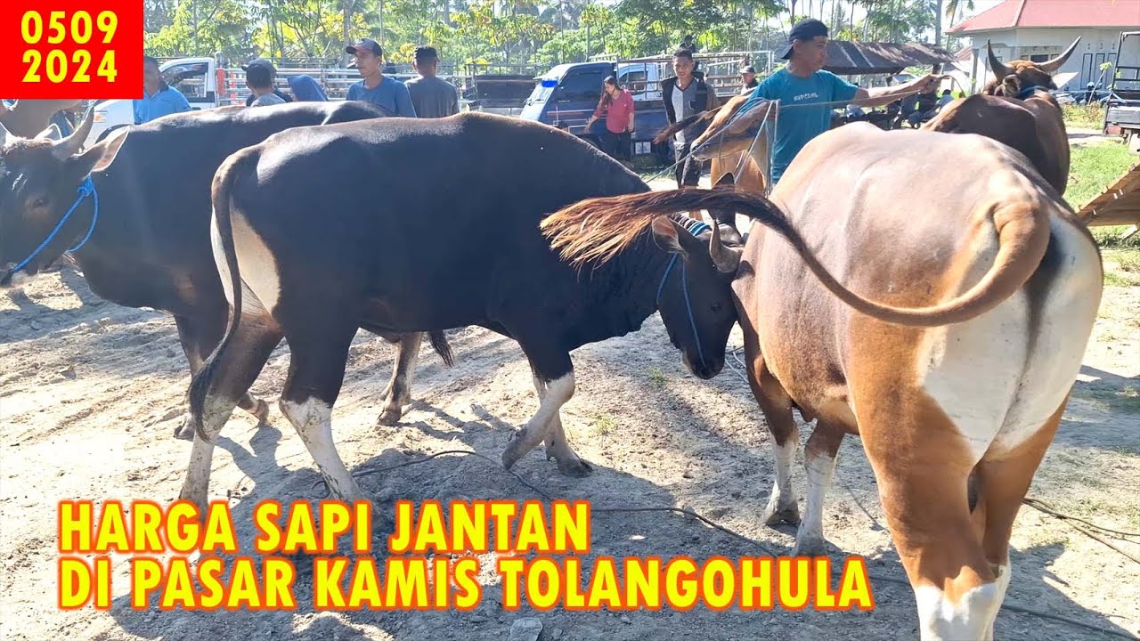 05092024 Harga Sapi Bali Jantan di Pasar Sukamakmur #pasarsapigorontalo ...