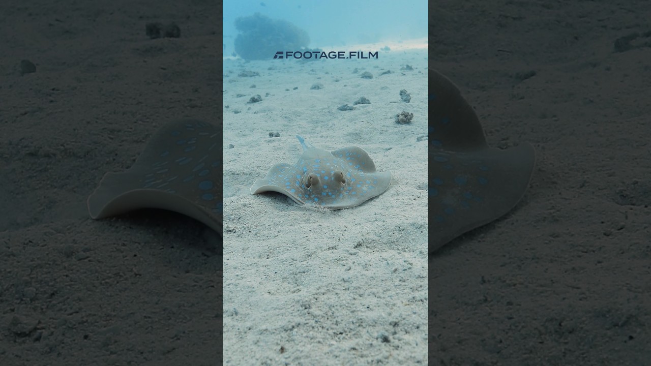 🐟 You Won’t Believe How This Ribbontail Ray Finds Its Food! 😲 #shorts # ...