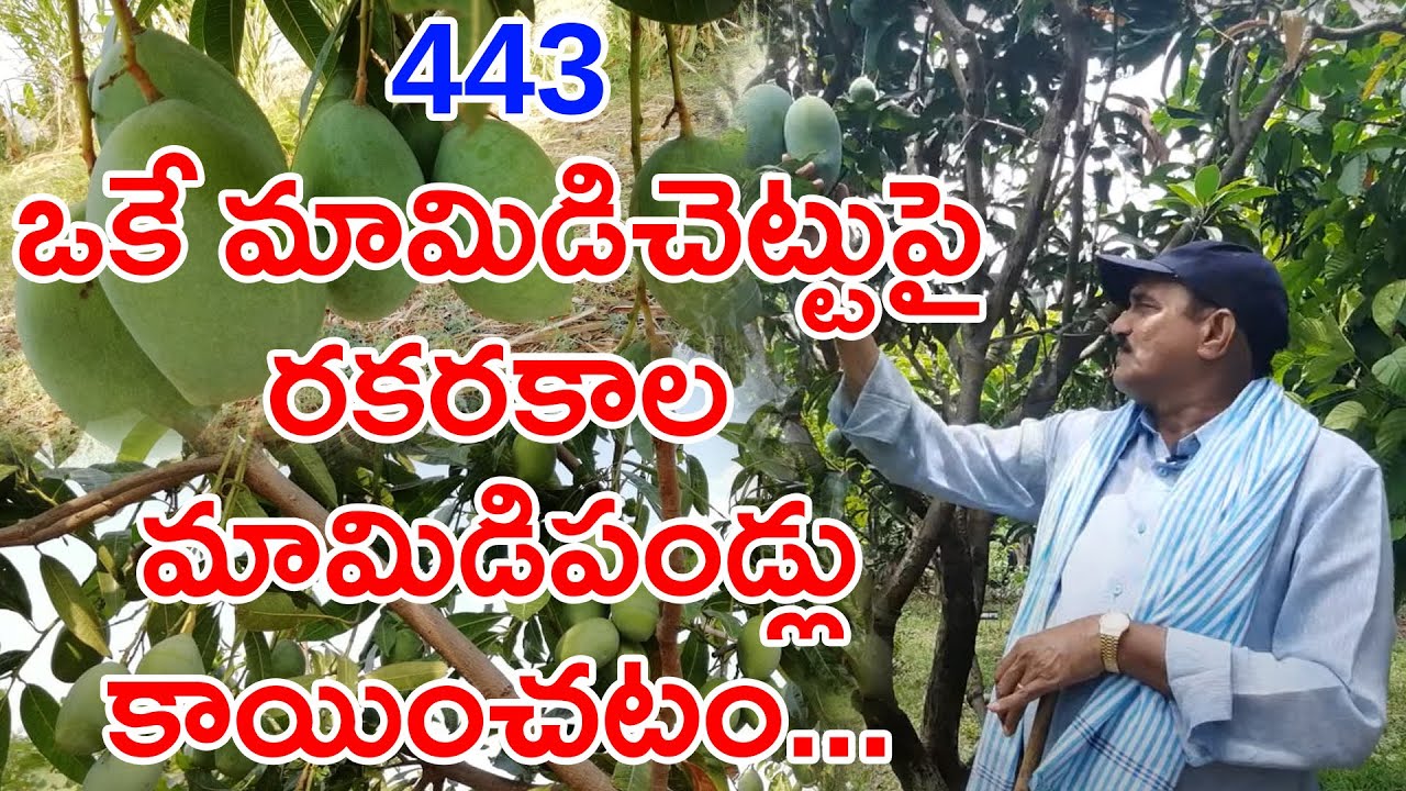 Varieties of mango graftings on eight mango trees||hari babu ||natural ...