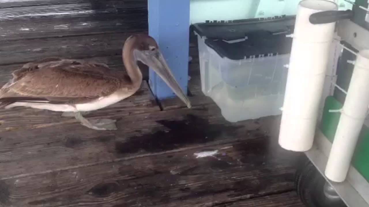 Confused Pelican Can't Get To Fish Through Plastic - YouTube