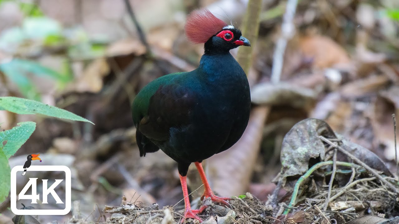 【Birds of Asia】 My Lucky Shot of the Forest Chicken "Whistling" - YouTube