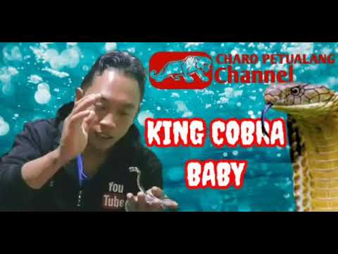 KING KOBRA BABY-KETURUNAN KE-2020 GARAGA - YouTube