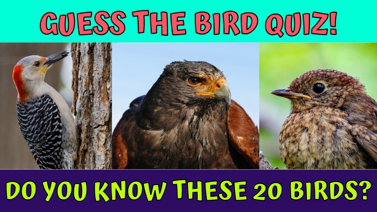 Guess The Bird Species Quiz! | Do You Know The Birds? - YouTube
