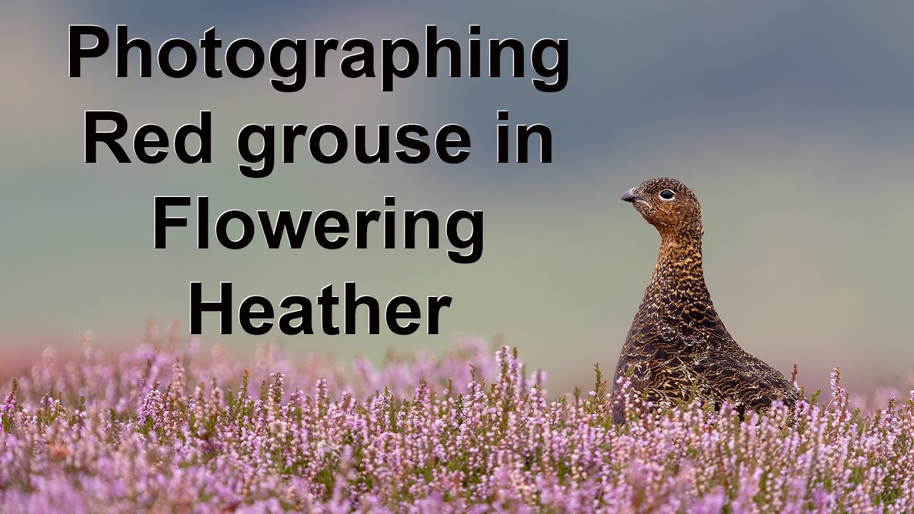 Using the OM-1 and 150-400mm lens to photograph Red grouse in ...