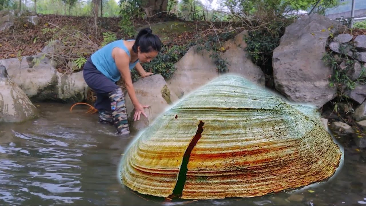 The giant clam shell is incredibly large, and its pearls are beautiful ...