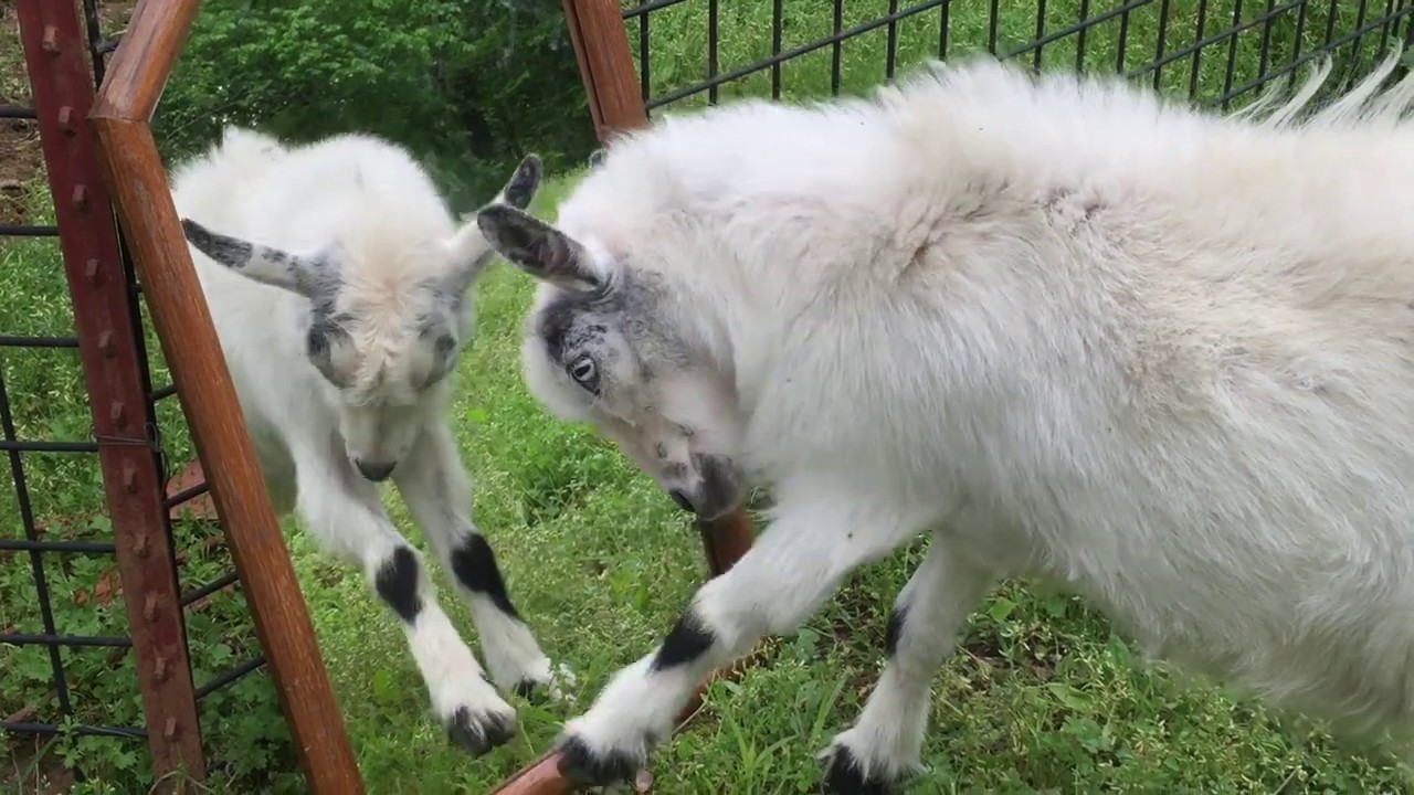 Mirrors and Goats - YouTube