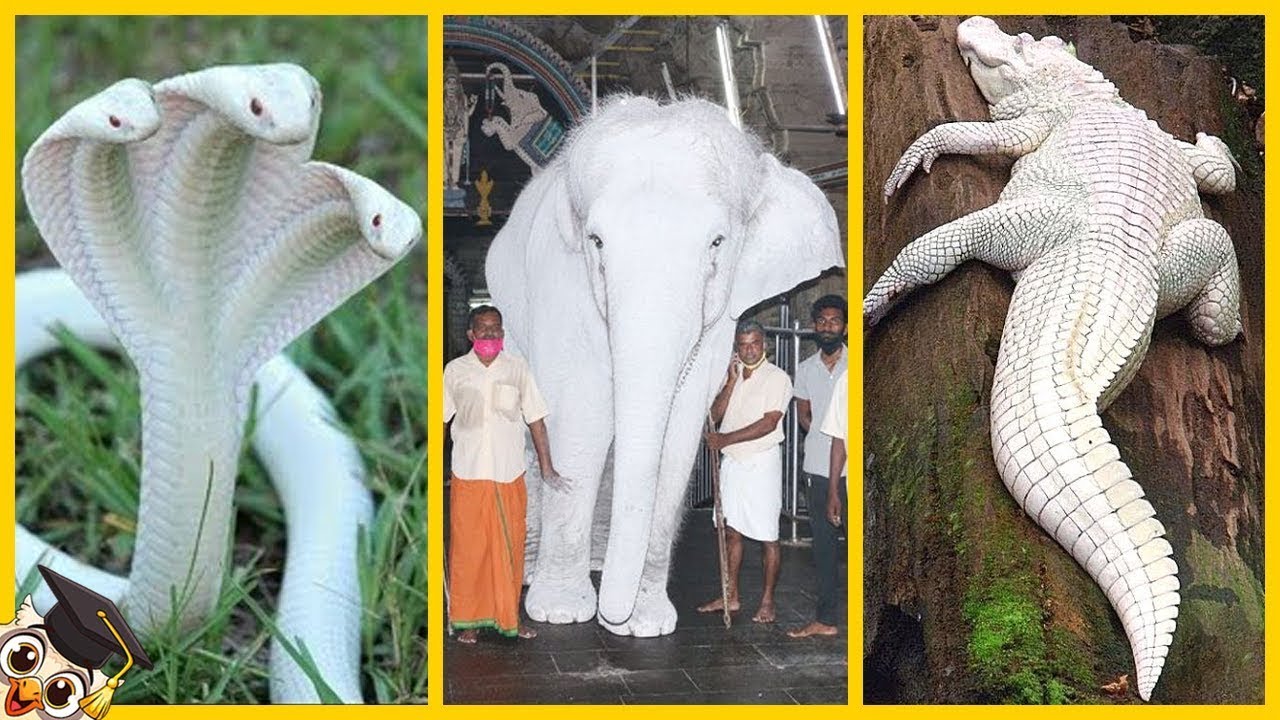 35 Animais Albinos Que Só Foram Vistos Uma Vez - YouTube