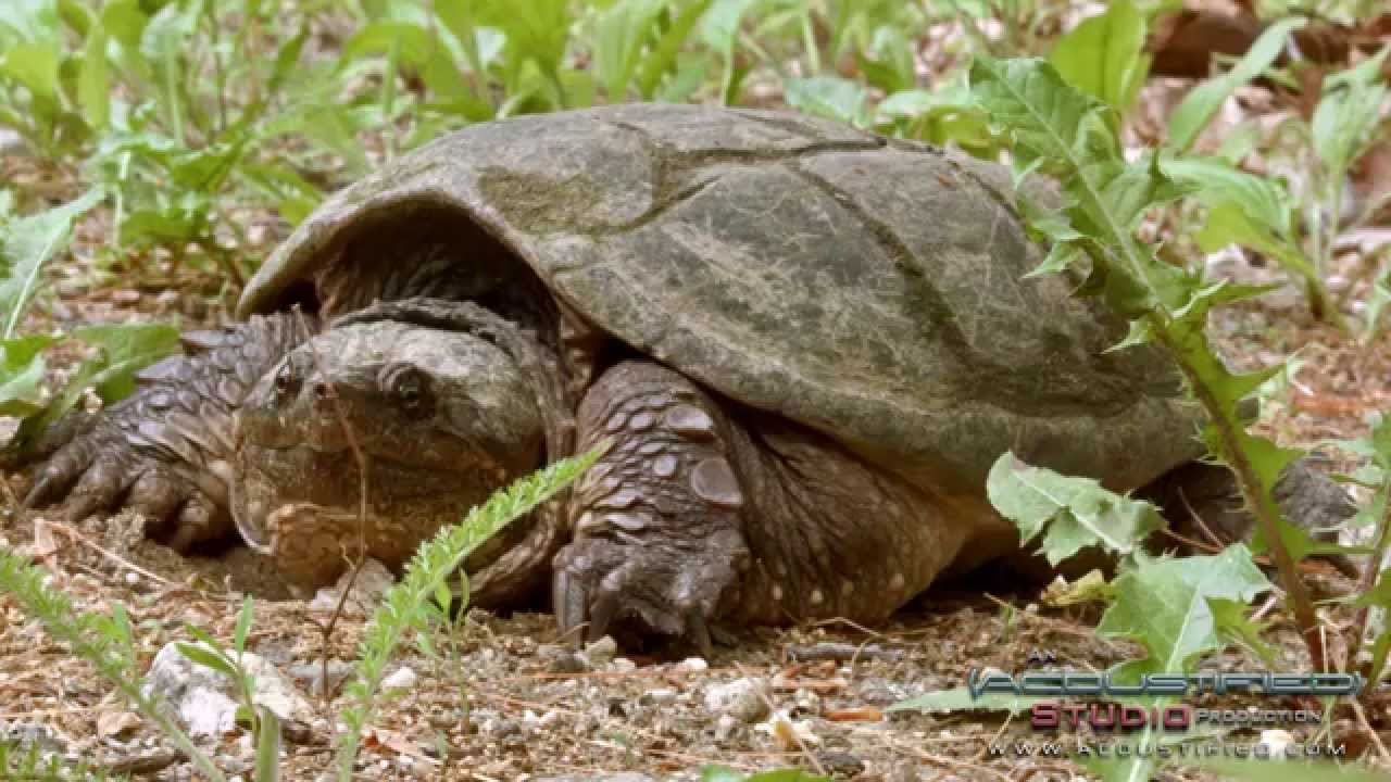 Snapping Turtle Birth 2015 - YouTube