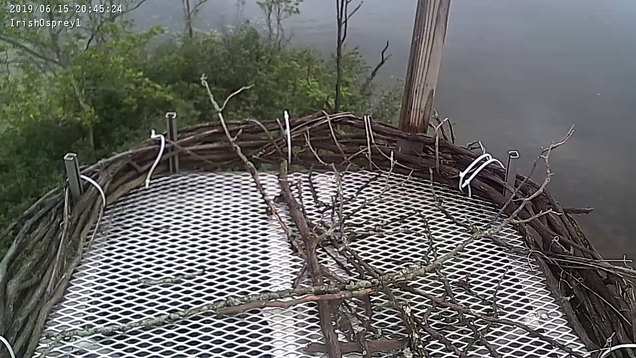 Irish Osprey Live Stream - YouTube