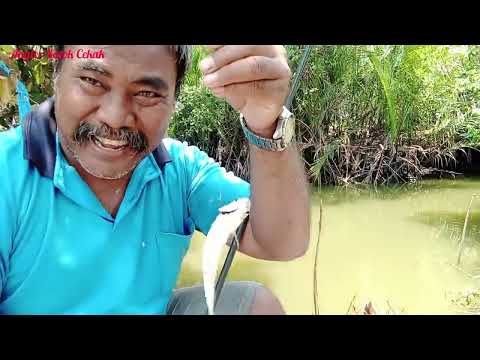 Waspada!!!! saat mancing belanak pakai tegek mikro. #mancingbelanak  #belanakmania  #mancingliar
