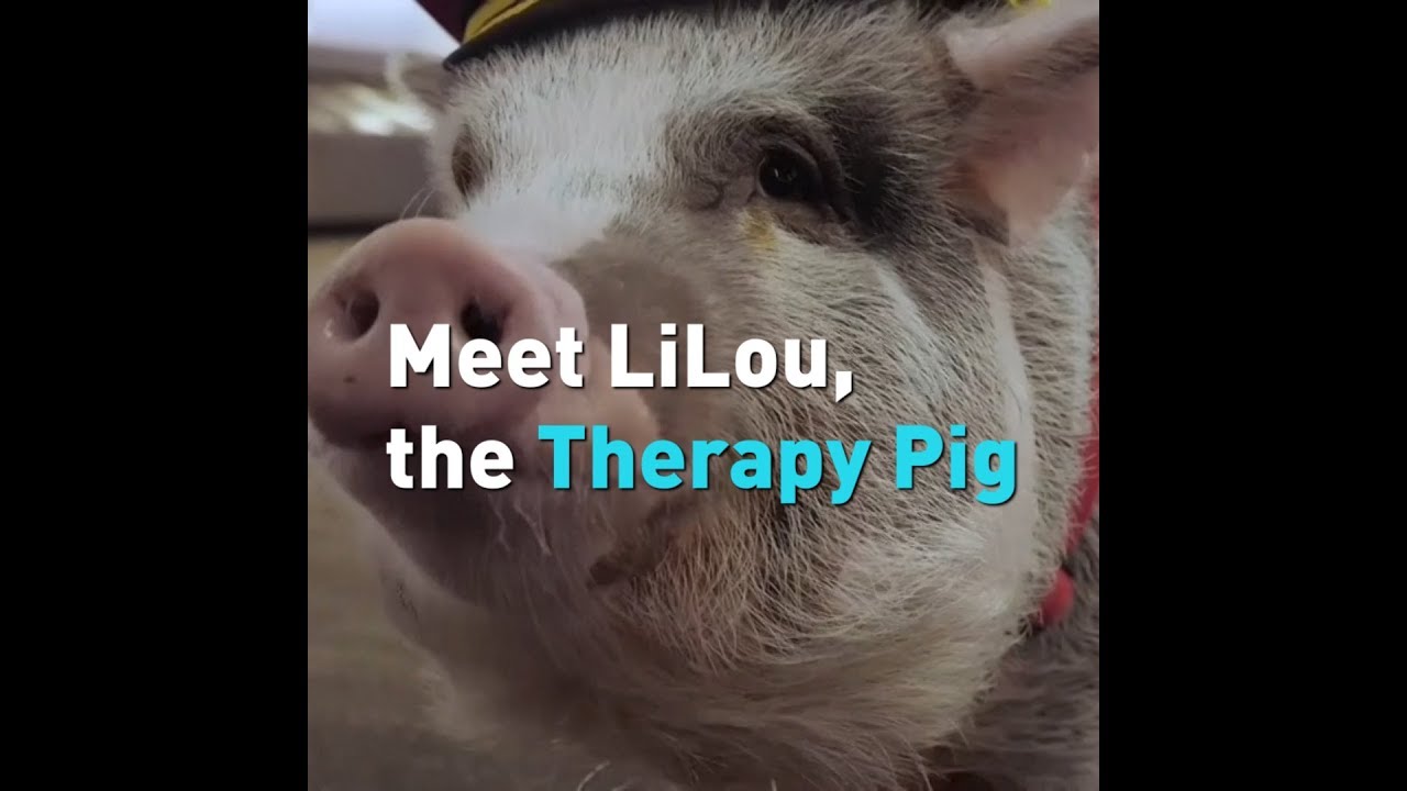 Meet LiLou, the Therapy Pig - YouTube