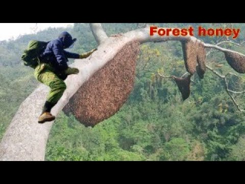 tree climbing skills without fear of heights harvesting honey from dangerous tall trees