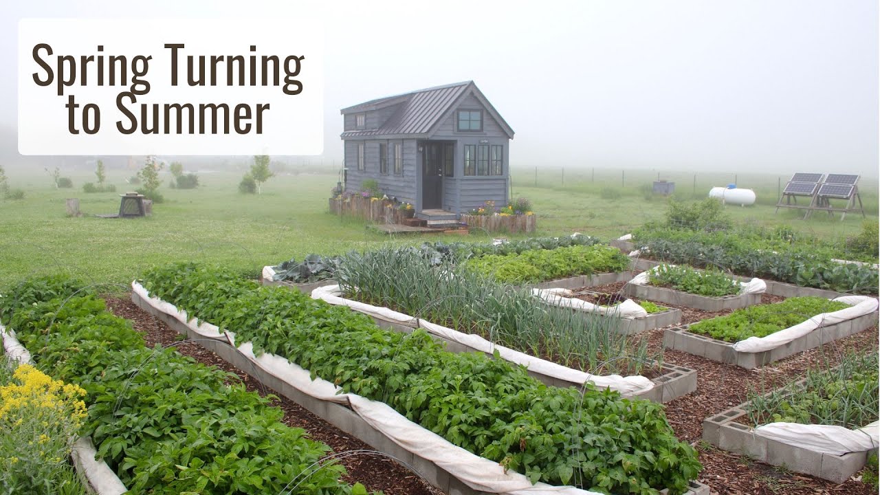 Spring Turning into Summer at 6300' in the Wyoming Mountains - Babies ...