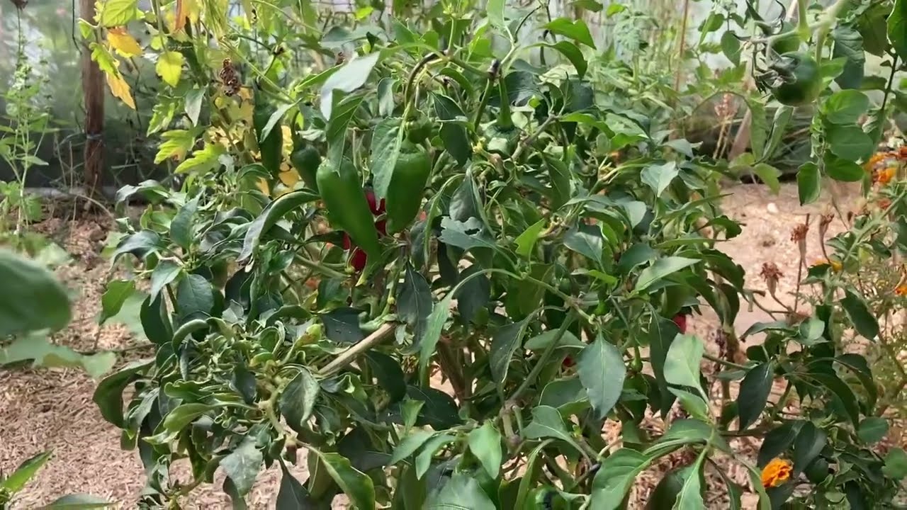 Comment conserver les plants de poivrons plusieurs années - YouTube