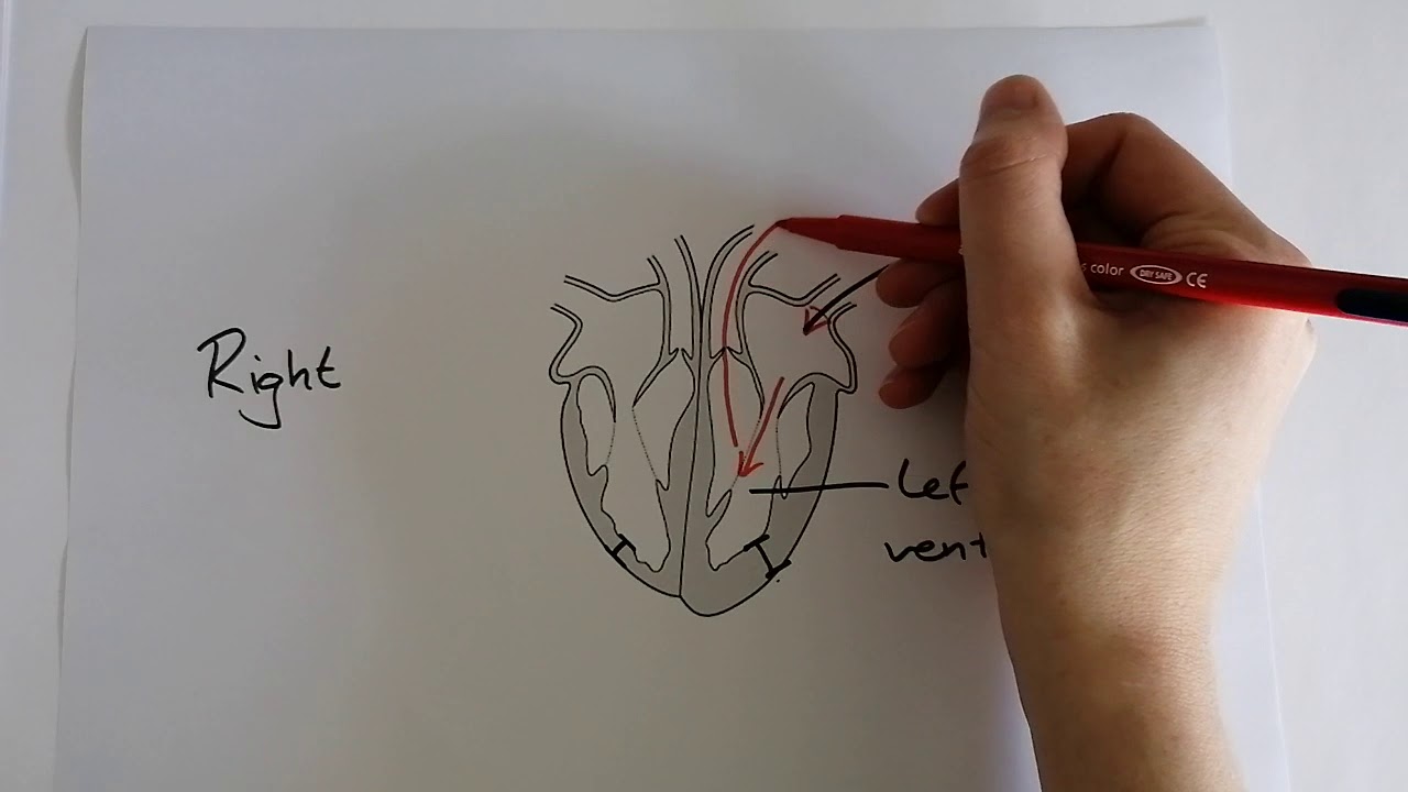 Basic heart structure - YouTube