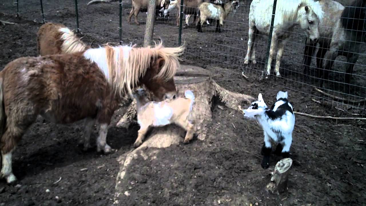 greer family farms goats and horses playing - YouTube