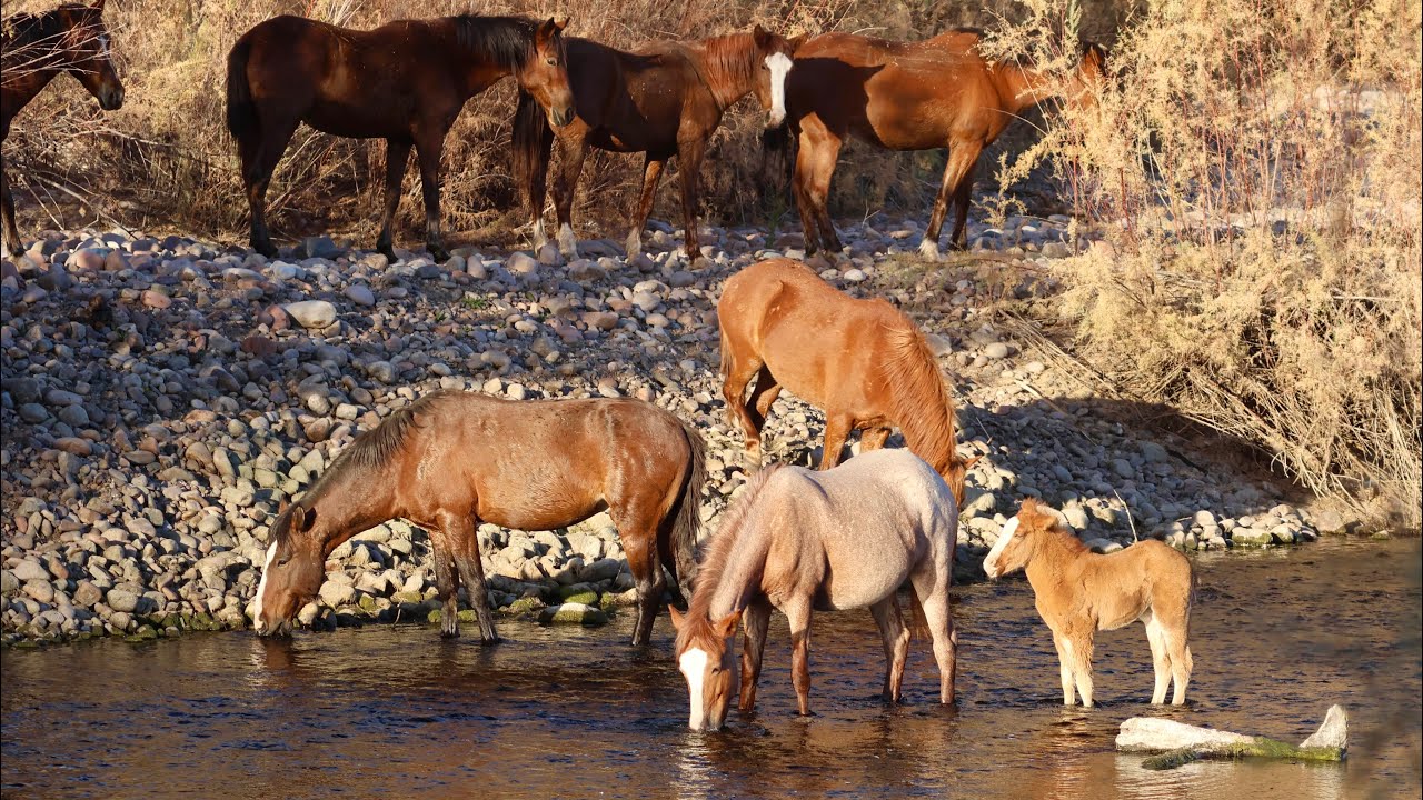 Spend Years Trying to Find Wild Horses Family 🐎 - YouTube