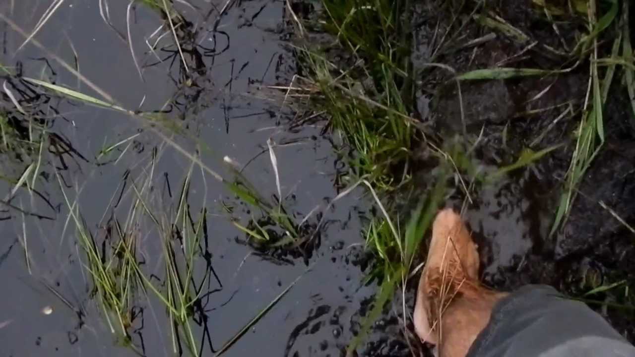 Wading through the Dismal Swamp by the Wailuku River - YouTube