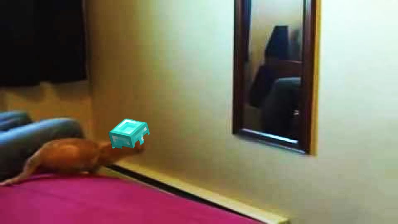 Cat jumps into mirror meme - YouTube