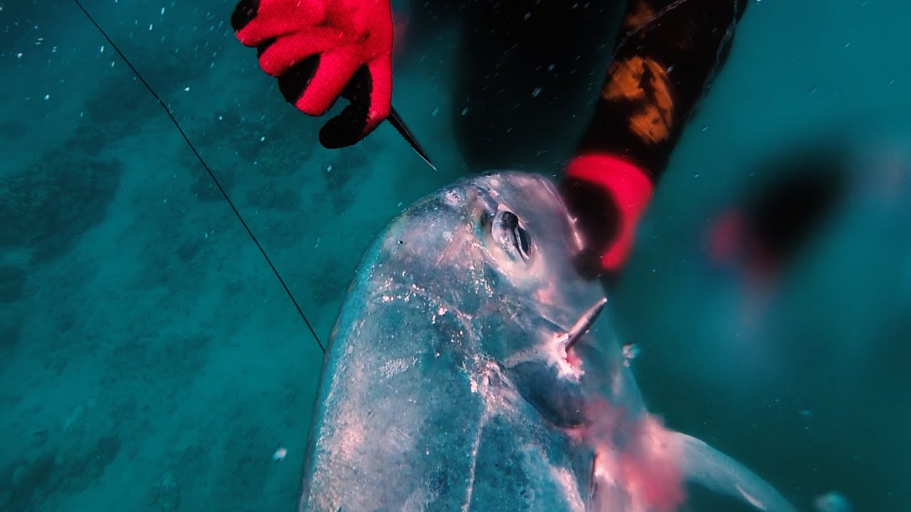 CATCH AND COOK KAGAMI Ulua Spearfishing - Gyotaku/Sashimi/Laulau! Part ...