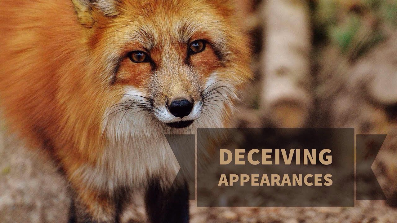 Deceiving appearances - 2017 video in 45s " watch and enjoy " - YouTube