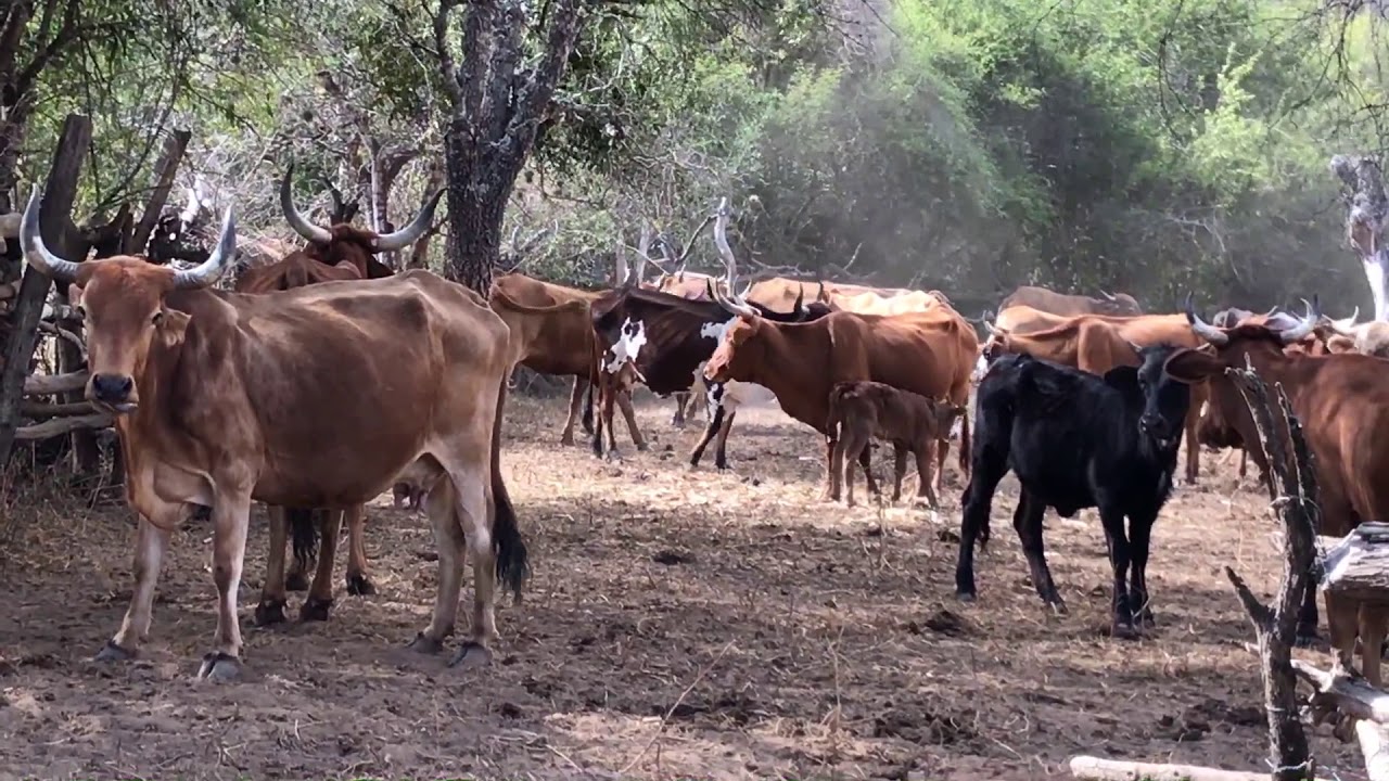 Jague querido🇧🇴 - YouTube