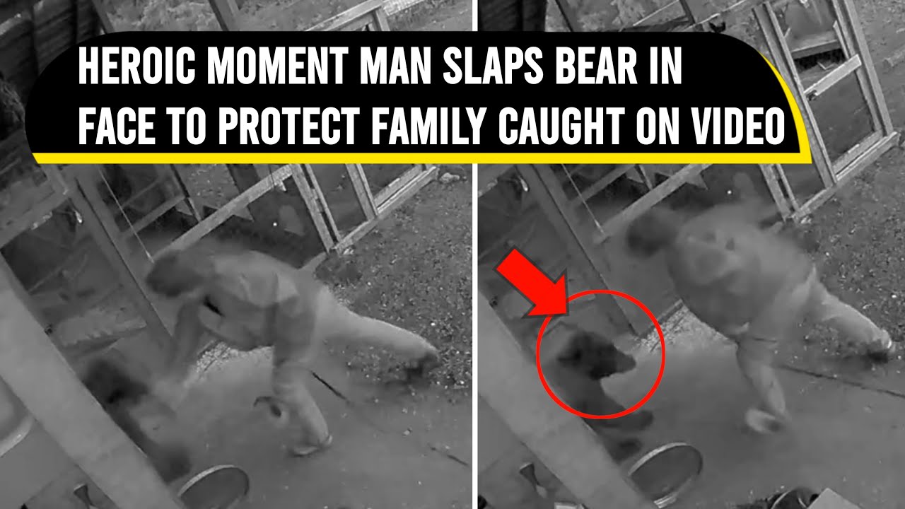 Heroic moment man slaps bear in face to protect family caught on video ...