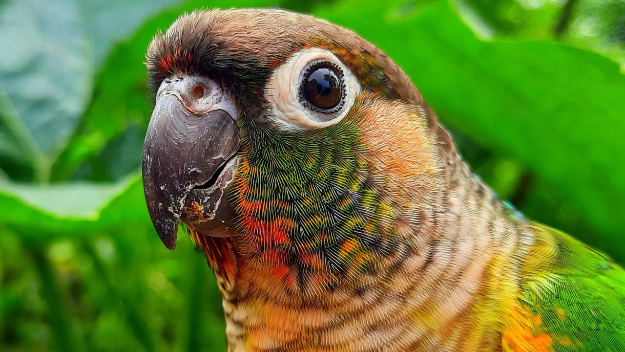 Happy Bird Sounds, green cheek conure bird singing in the morning so ...